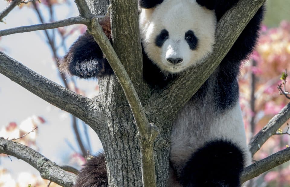 Fu Ni’s birthing window closes as zoo calls for panda extension