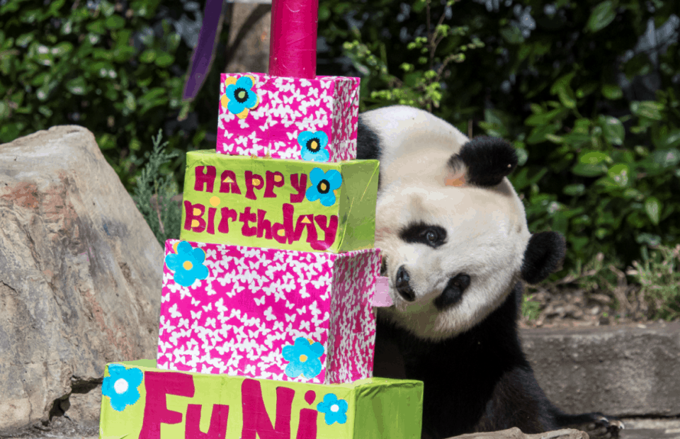 Panda Birthday