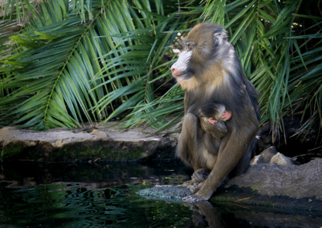 Mandrill Baby