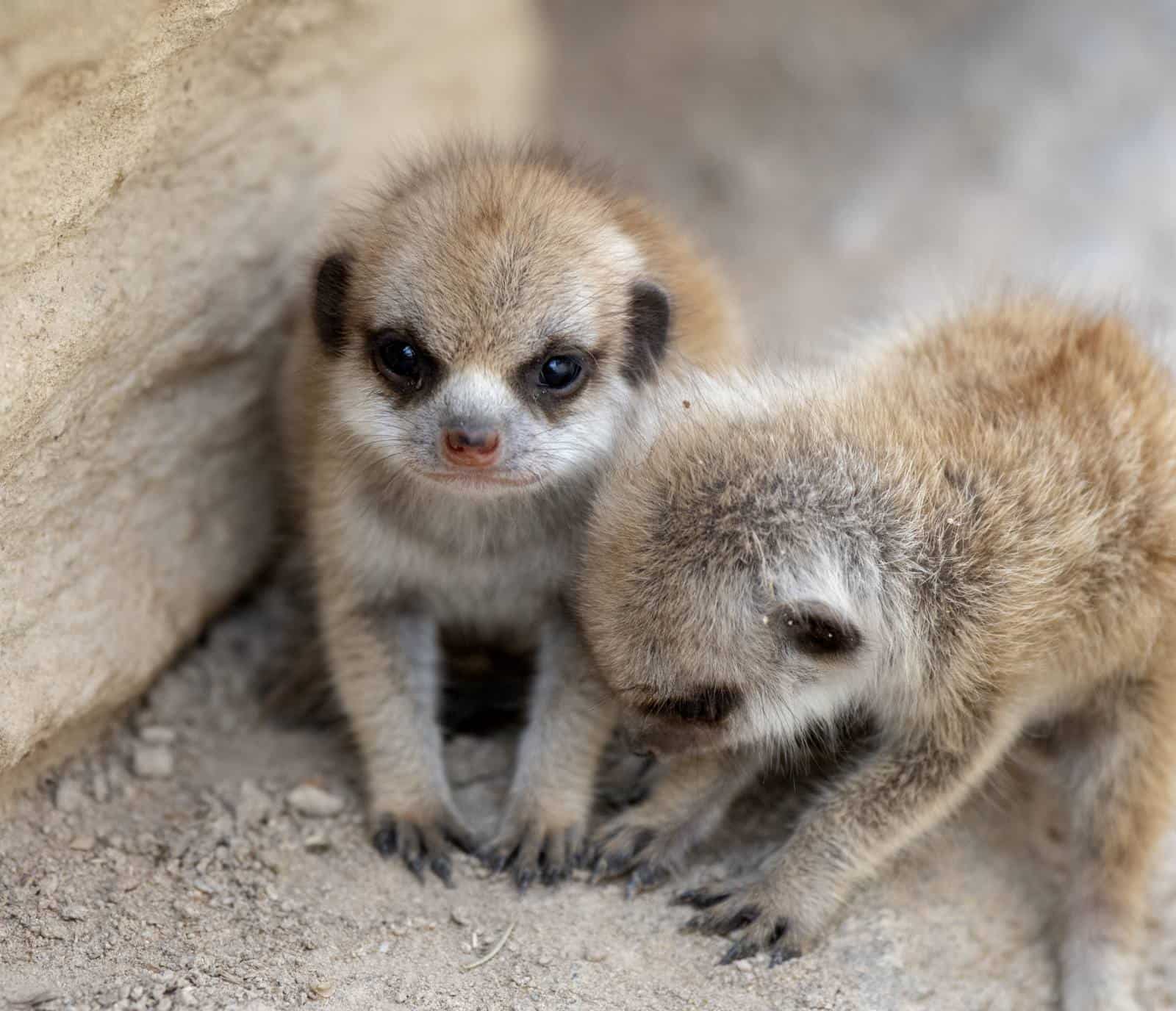 Newborn Meerkats
