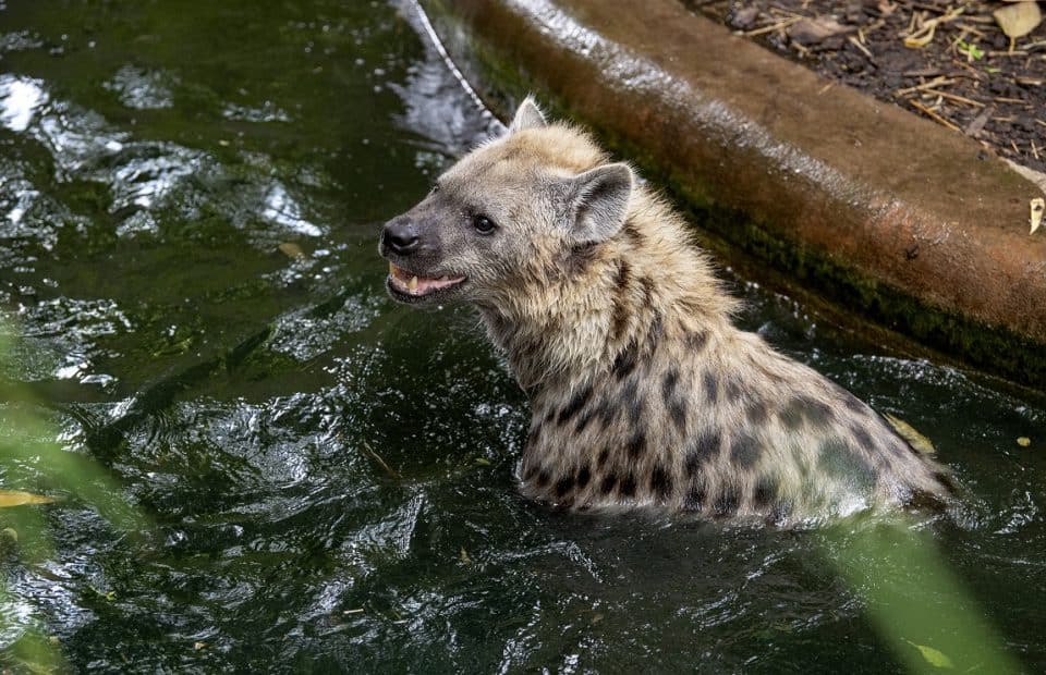 Adelaide Zoo's hyaenas stay fresh with a swim