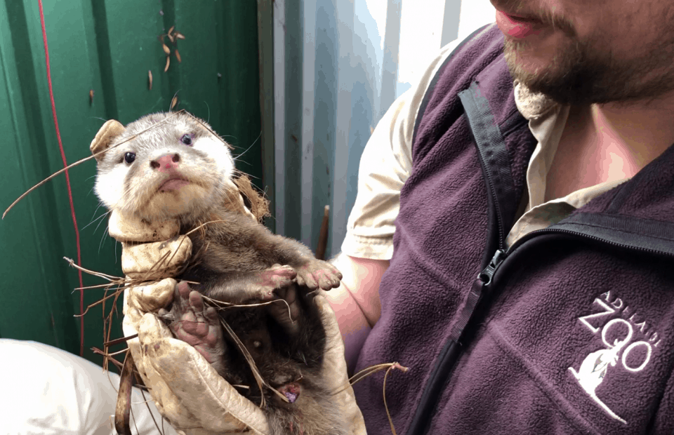 Otter-ly adorable pups pass their first health check with flying ...