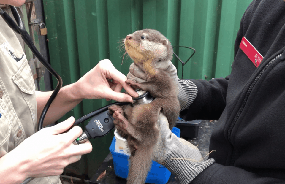 Otter-ly adorable pups pass their first health check with flying ...