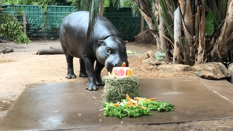 Baby Pygmy Hippo Eating