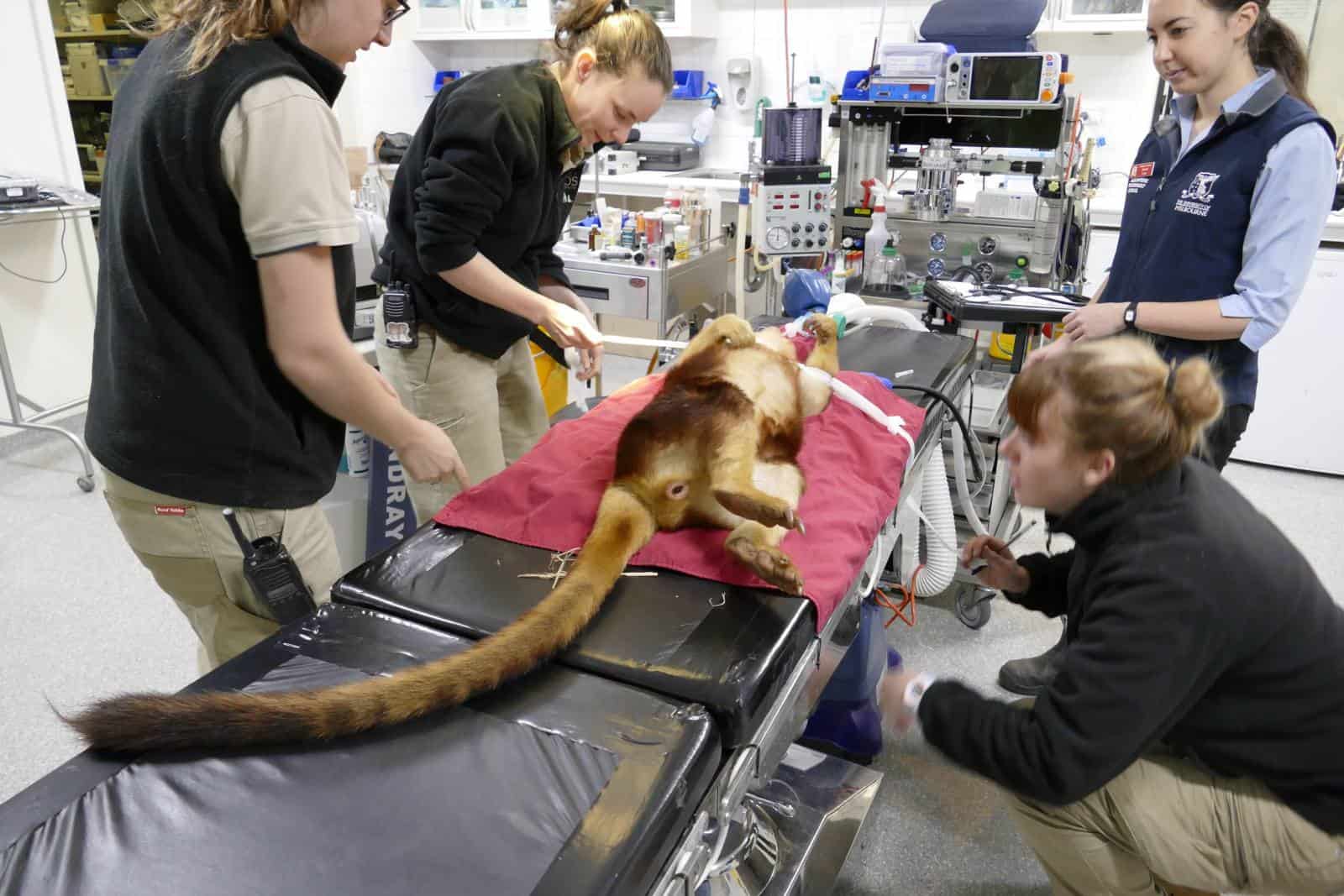 Health check for Pygmy Marmoset and Tree Kangaroo at Adelaide Zoo