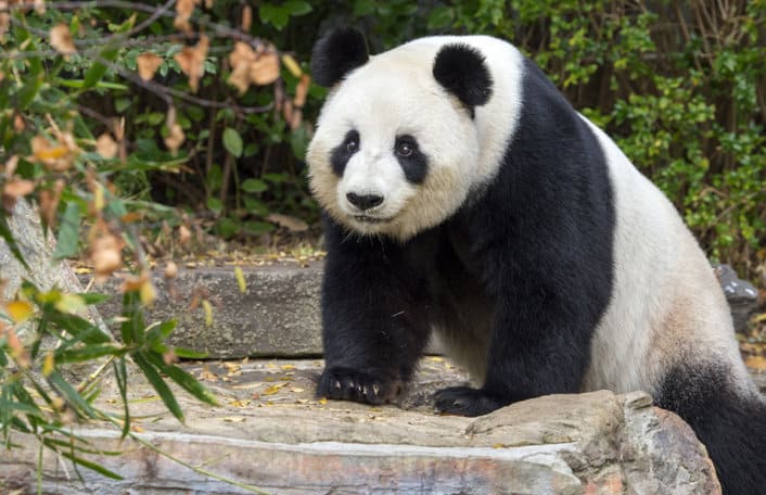 Animal Experiences Archive - Adelaide Zoo