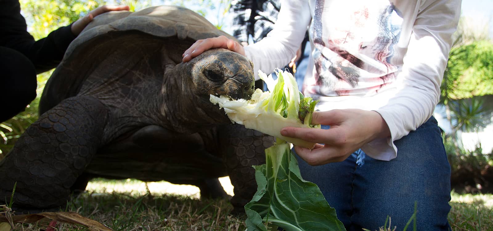 Tortoise Encounter at Adelaide Zoo - Meet our giant Aldabra Tortoise