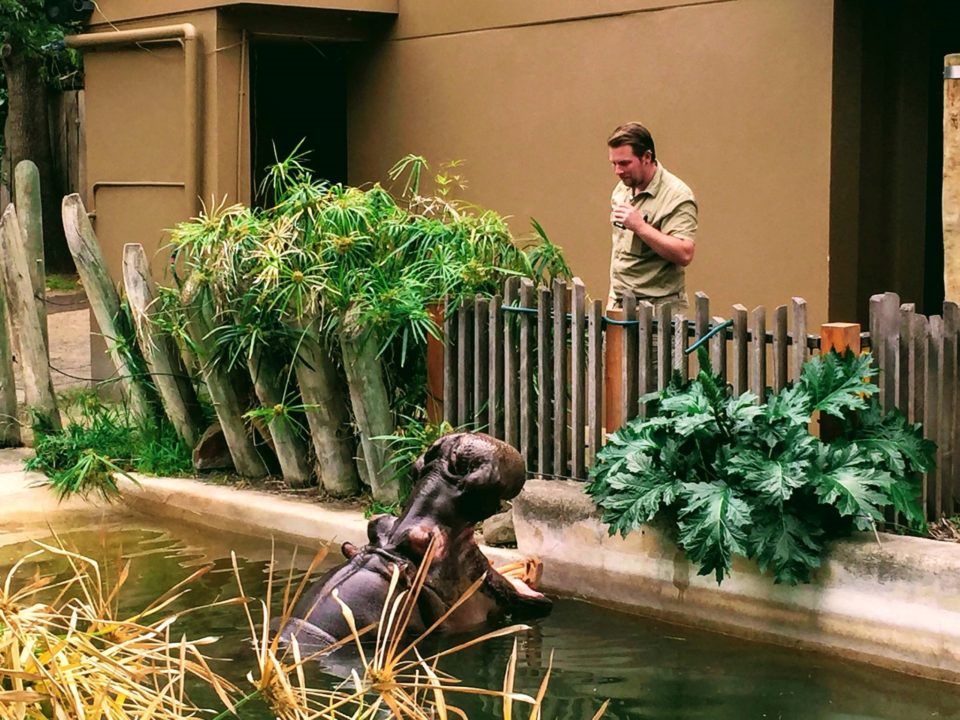 Farewell Brutus: celebrating Adelaide Zoo's incredible hippo