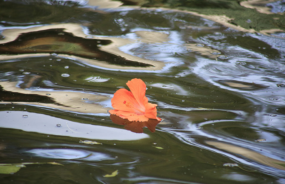 Farewell Brutus: celebrating Adelaide Zoo's incredible hippo