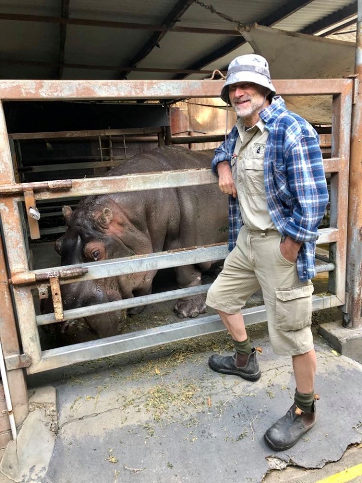 Farewell Brutus: celebrating Adelaide Zoo's incredible hippo