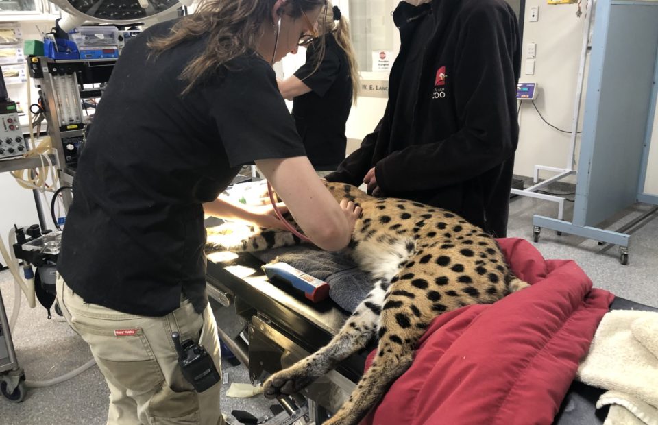 Spotted: Super Servals have health check at Adelaide Zoo