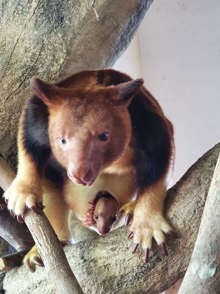 'World first' endangered tree kangaroo is a Dad!