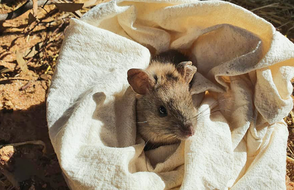 Fluffy stick-nest rats born at Adelaide Zoo as part of crucial ...