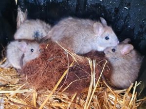 Fluffy stick-nest rats born at Adelaide Zoo as part of crucial ...