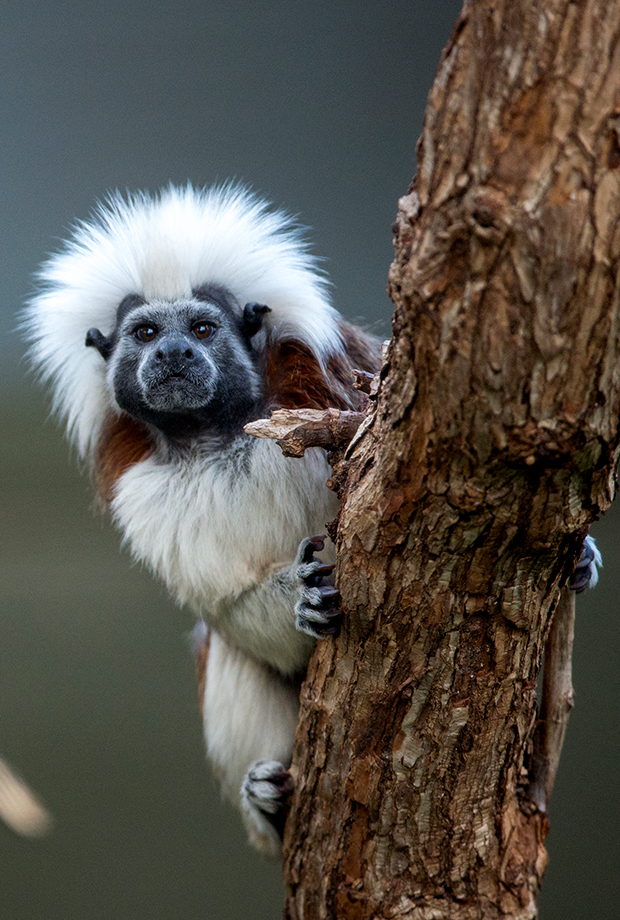 Adelaide Zoo’s newest Cotton-top Tamarin monkey visits the vet ...