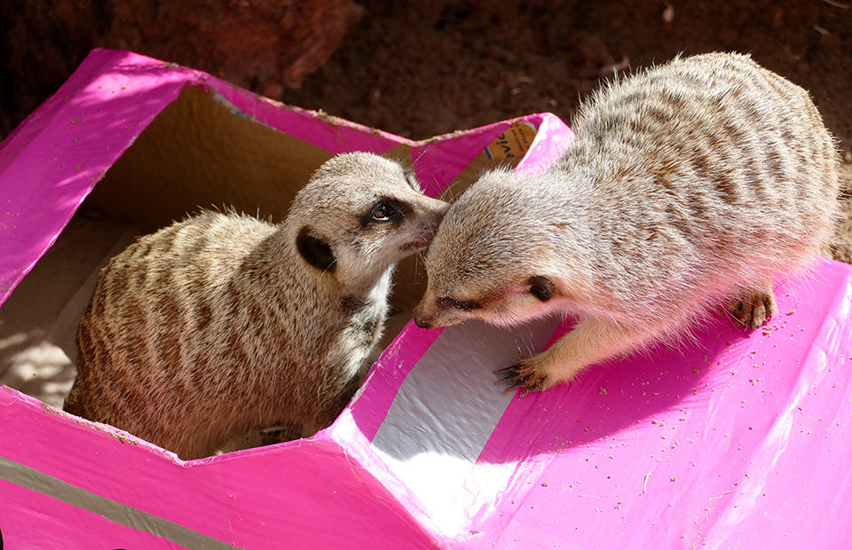 Meerkat mob celebrates World Meerkat Day with colourful enrichment ...