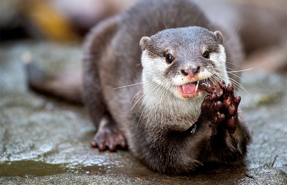 River Otter Teeth