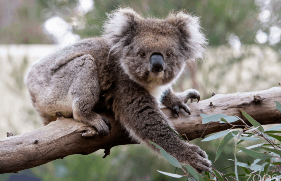 12 key facts for kids on Save the Koala Day - Adelaide Zoo
