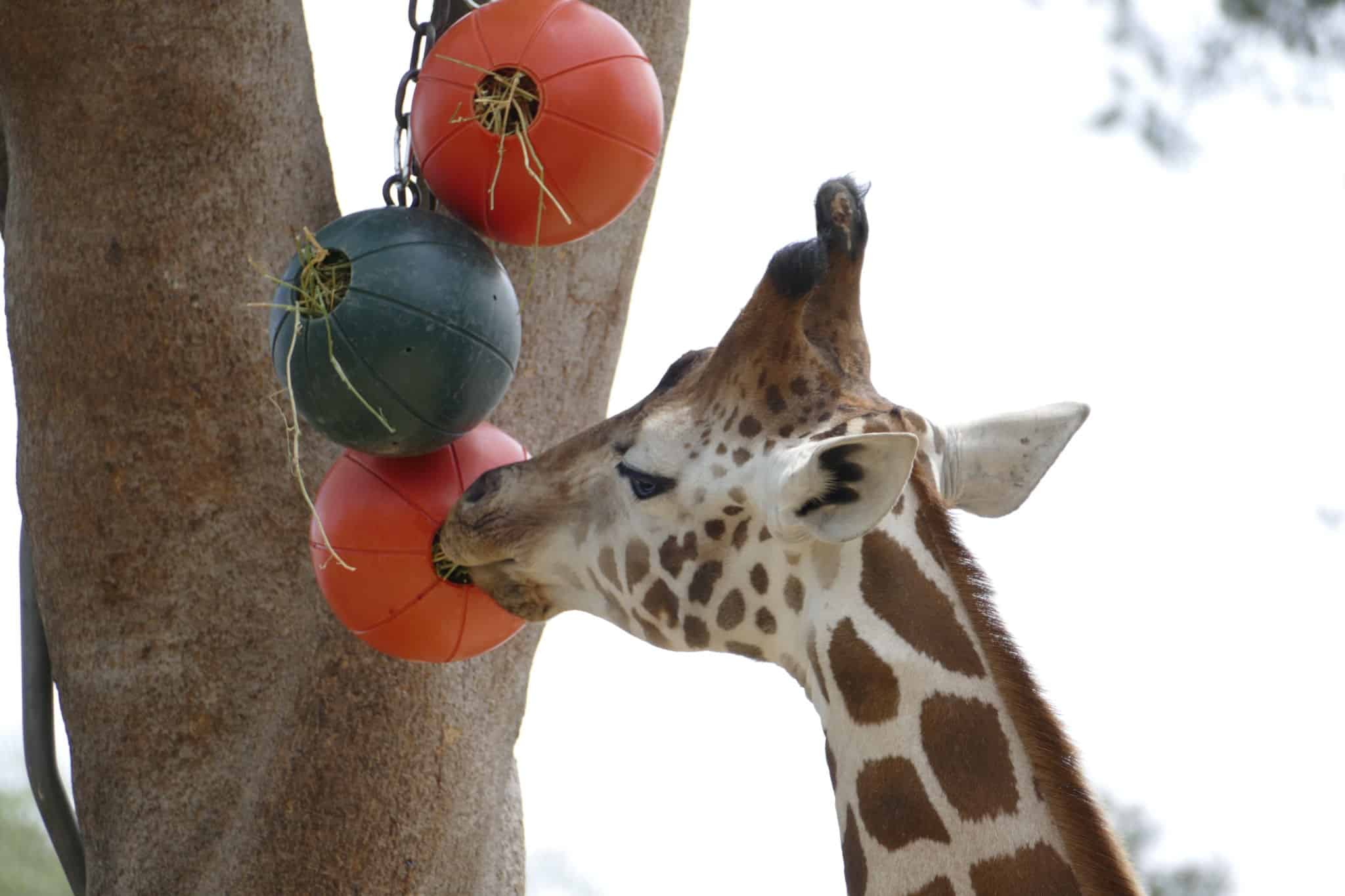 Giraffe Hit By Plane