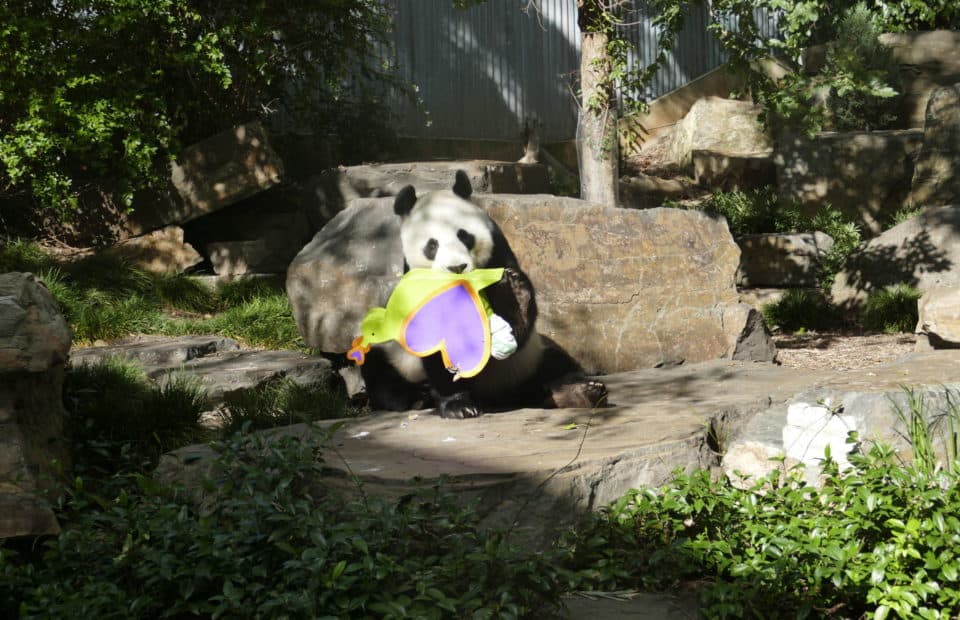 Adelaide Zoo - Australian Panda Home
