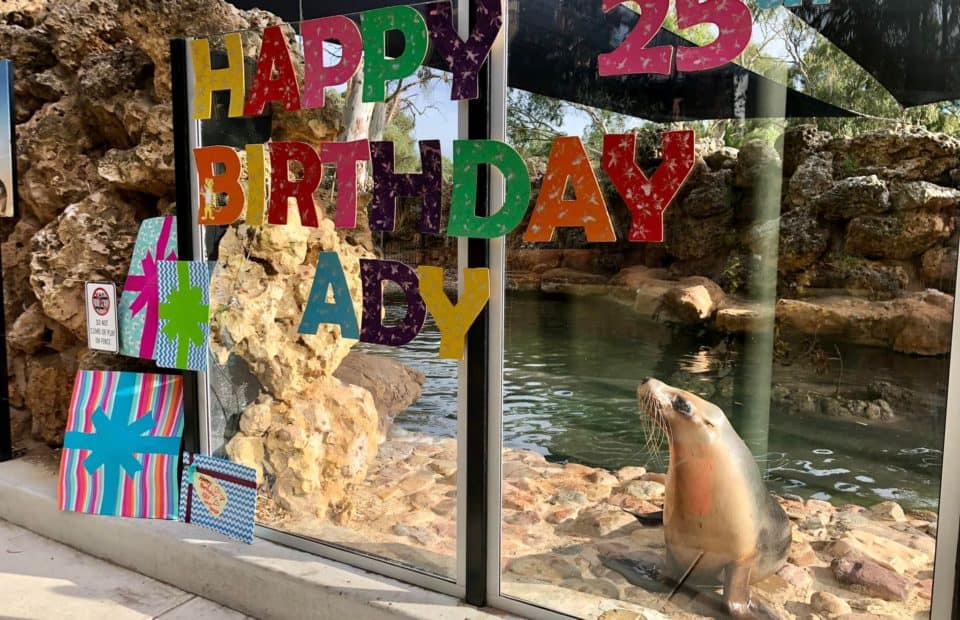 Adelaide Zoo - Australian Panda Home