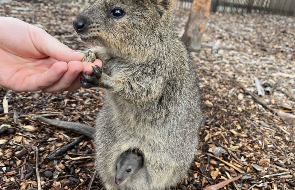 Quokka With Baby
