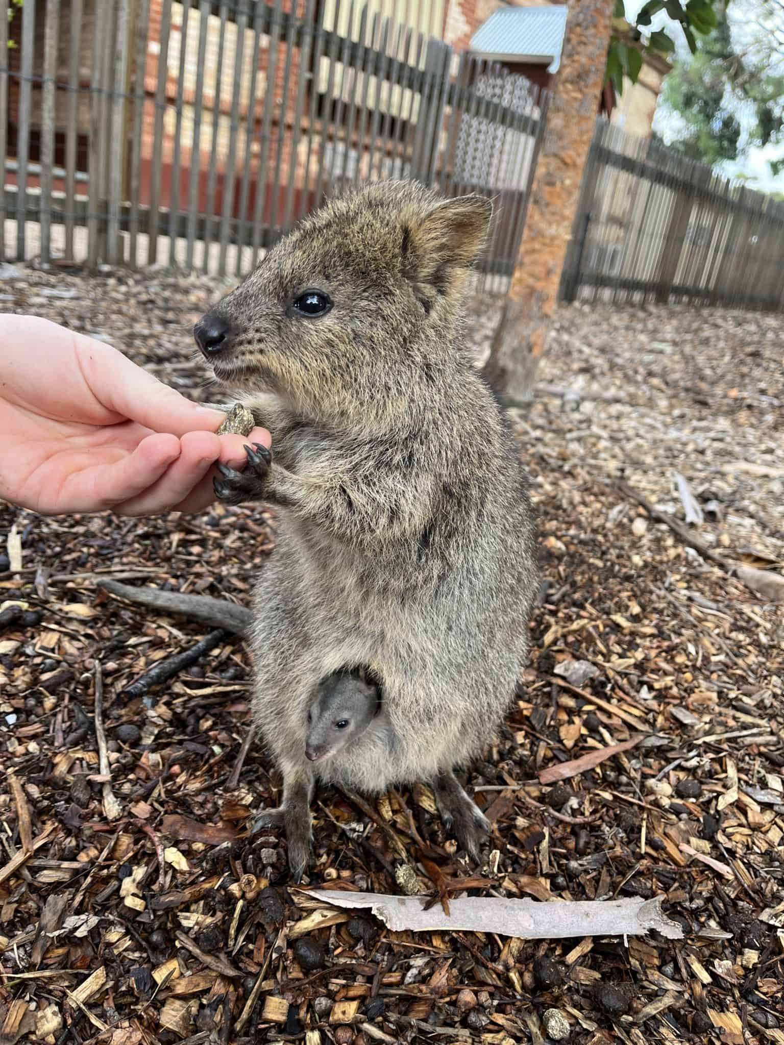 Quokka Baby In Pouch