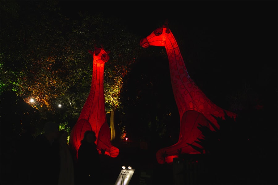 Light Creatures - Adelaide Zoo