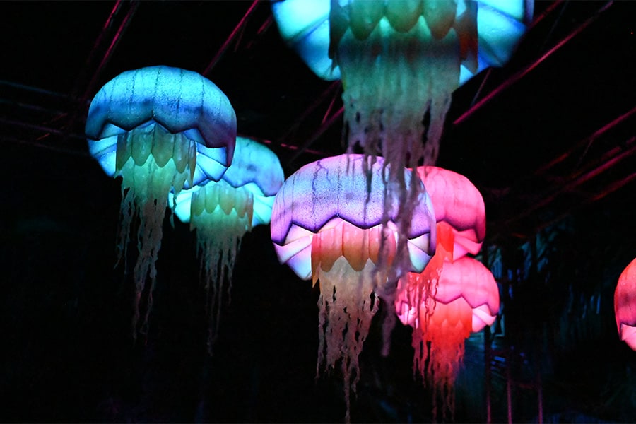 Light Creatures - Adelaide Zoo