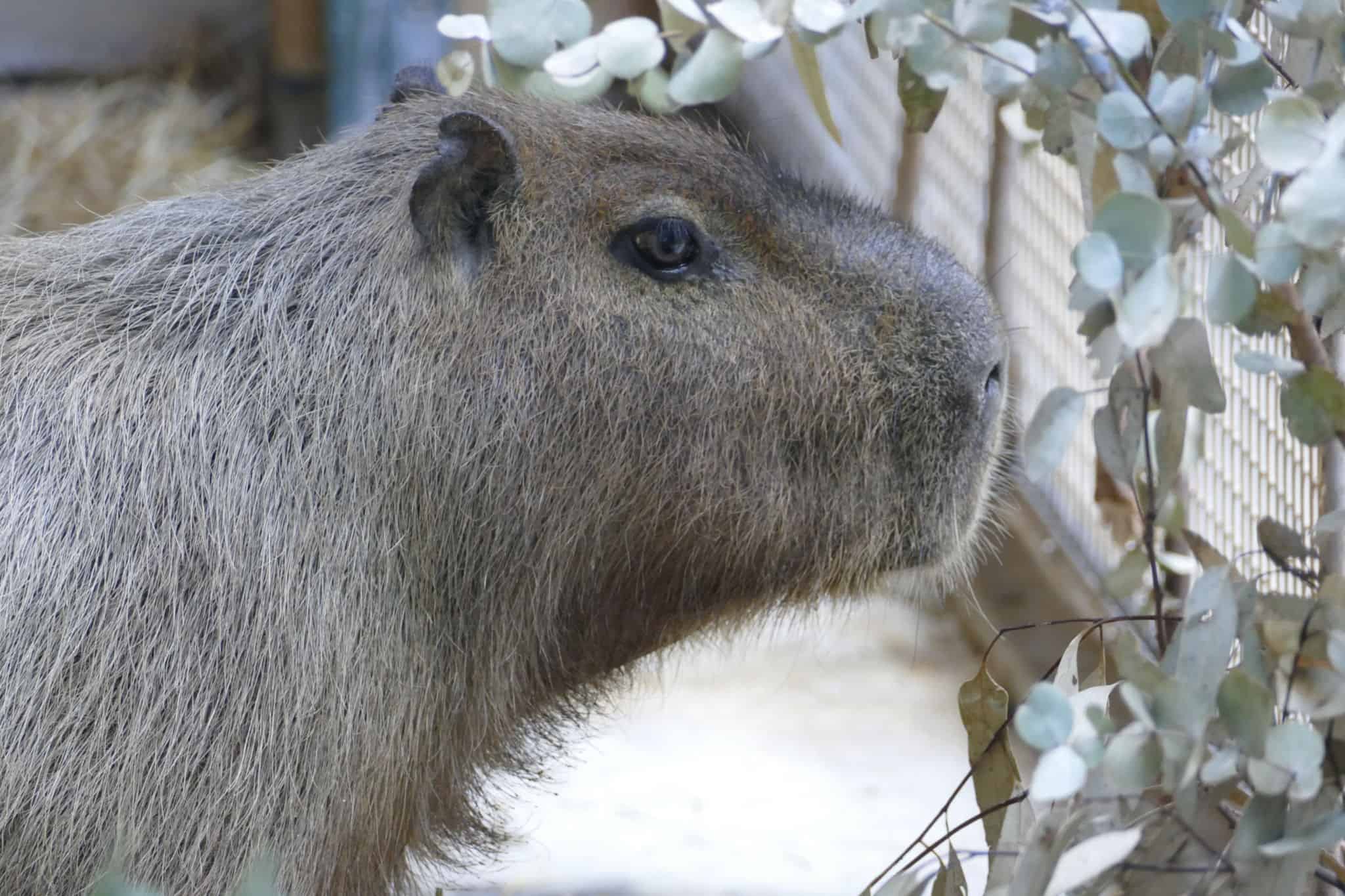 Welcome all zoo-comers to Adelaide Zoo