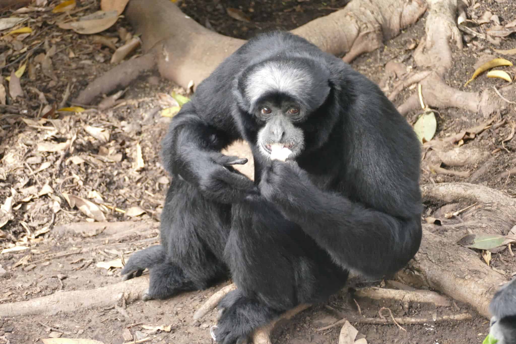 Monkeying around – birthday bonanza at Adelaide Zoo!