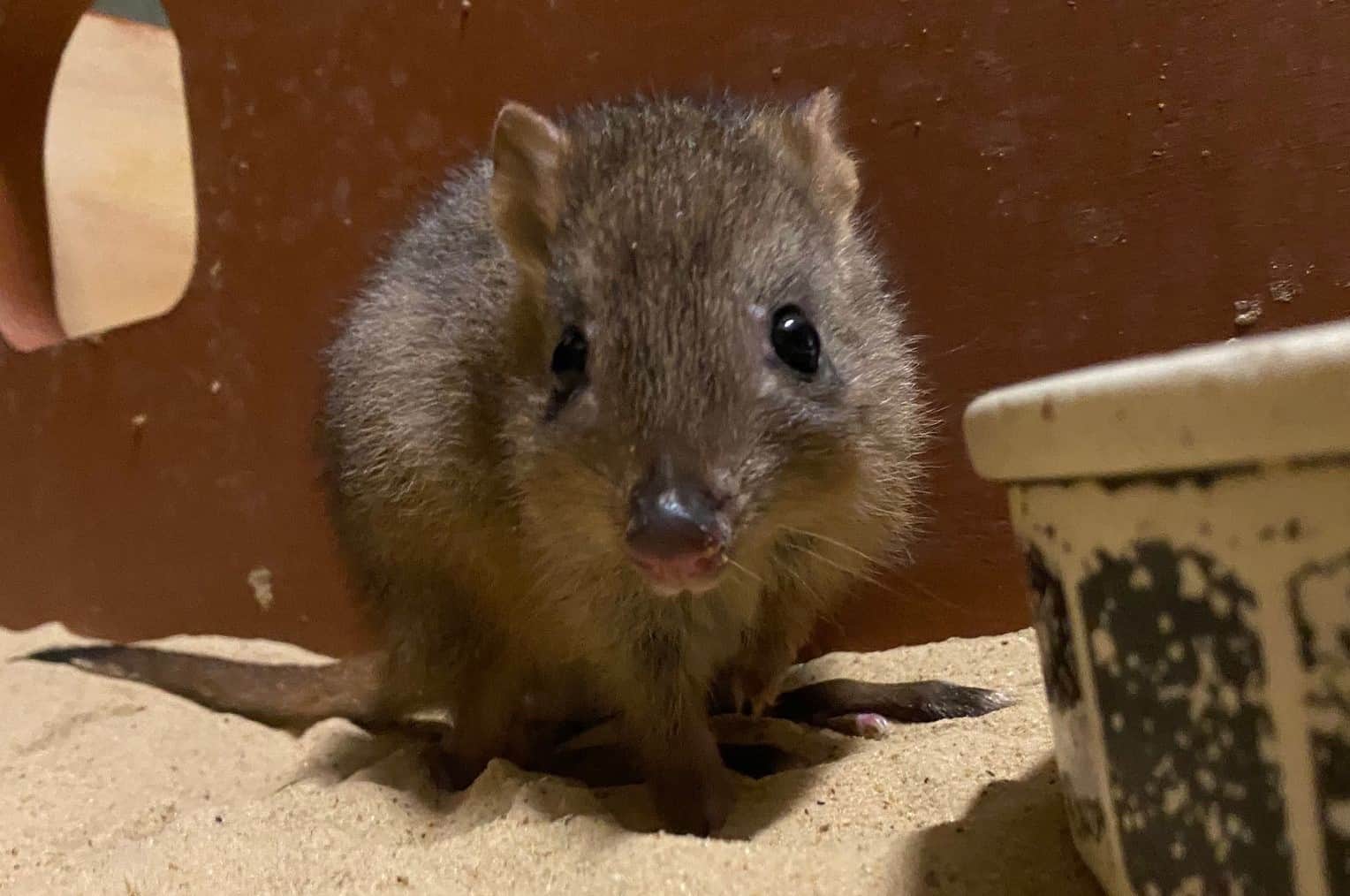 Joey joy for critically-endangered Brush-tailed Bettong