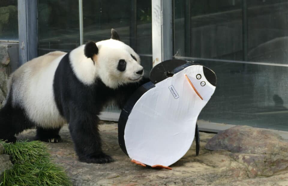 Adelaide Zoo - Australian Panda Home