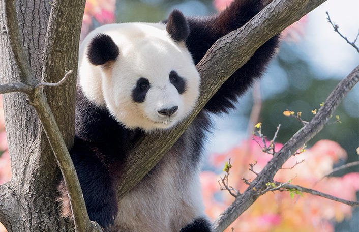 Panda and Friends - Meet our playful pandas at Adelaide Zoo