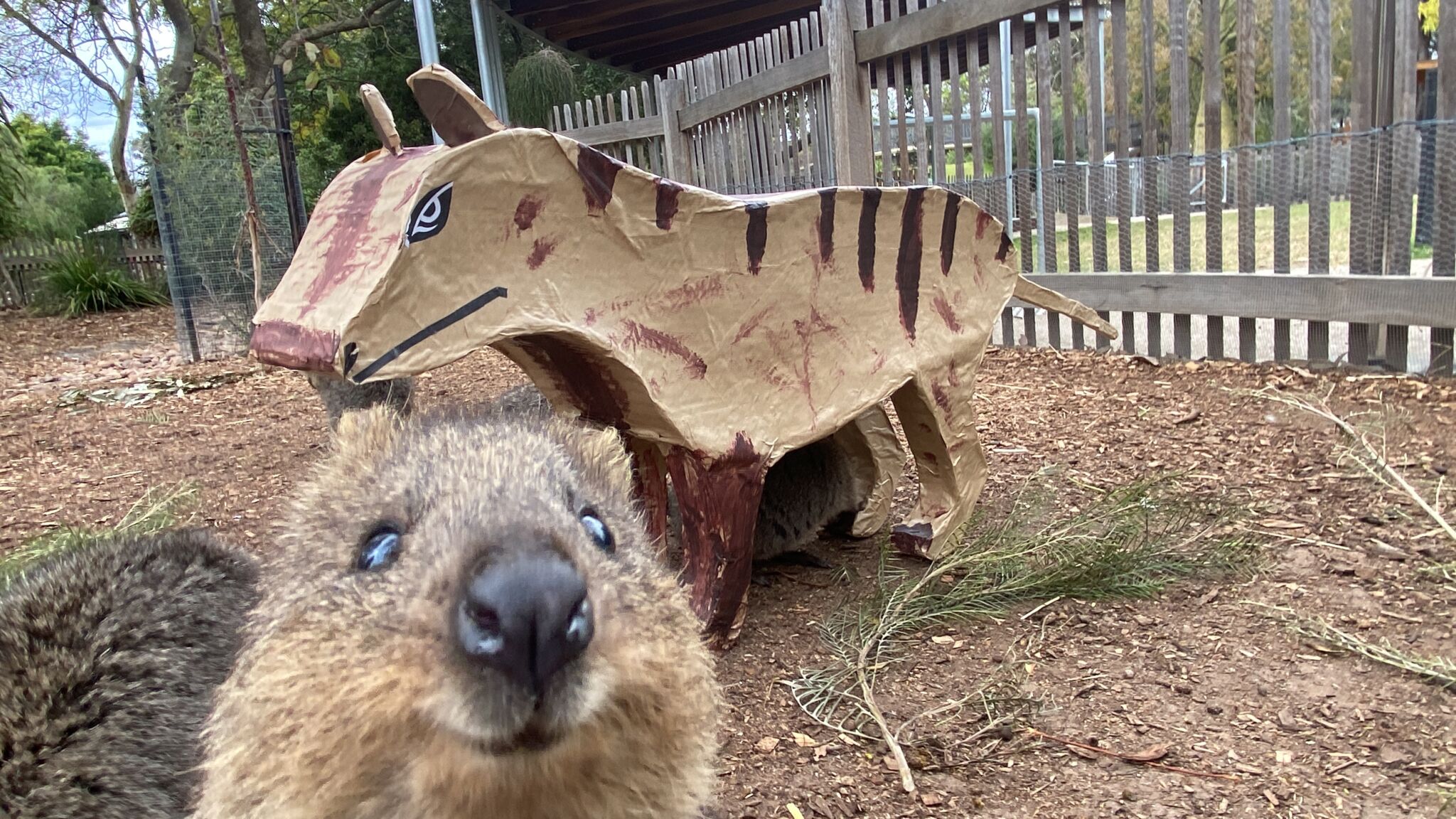 Tasmanian Tiger roams Adelaide Zoo on National Threatened Species Day ...