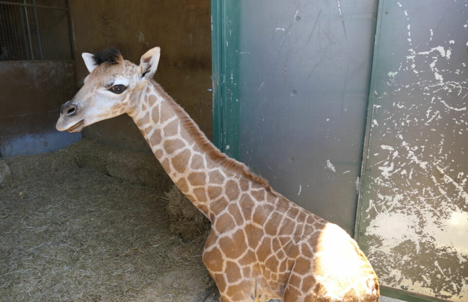 Little giraffe calf arrives at Adelaide Zoo
