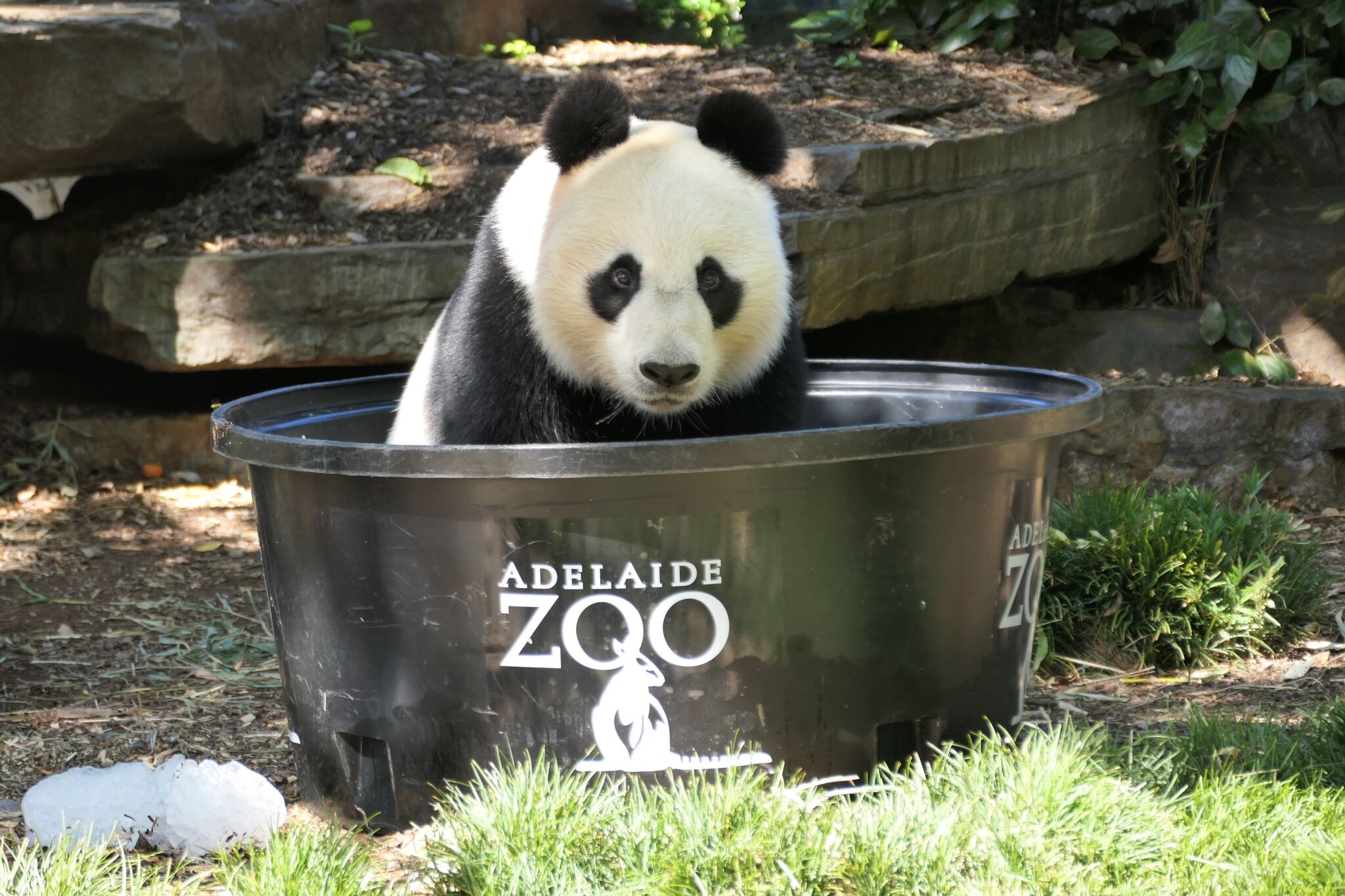 Ice, ice, fishy – Adelaide Zoo animals beat the heat with tasty treats ...