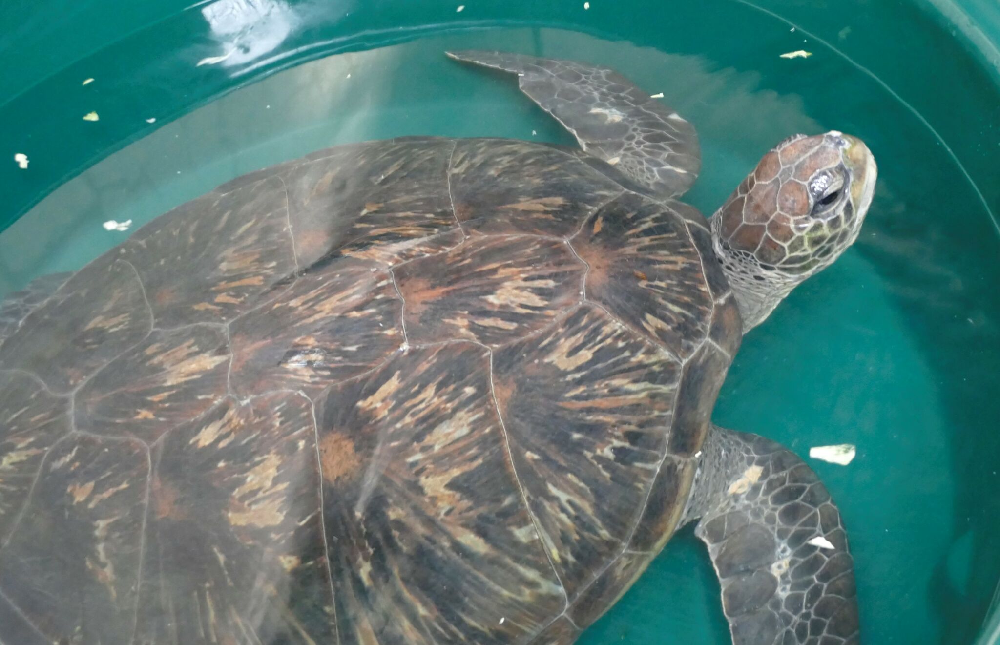 Wildlife organisations come together to rescue Green Turtle