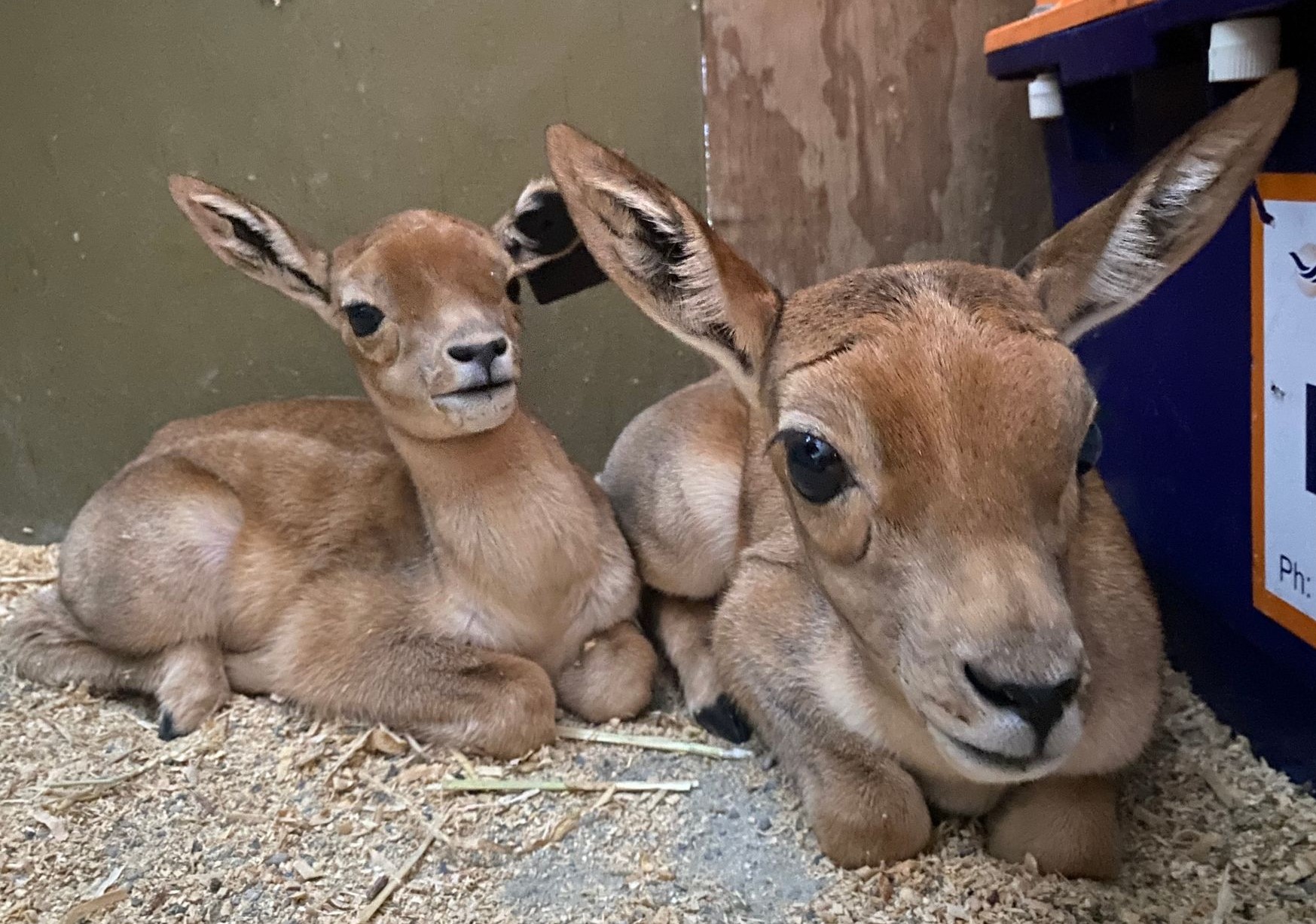 Blackbuck Antelope Baby