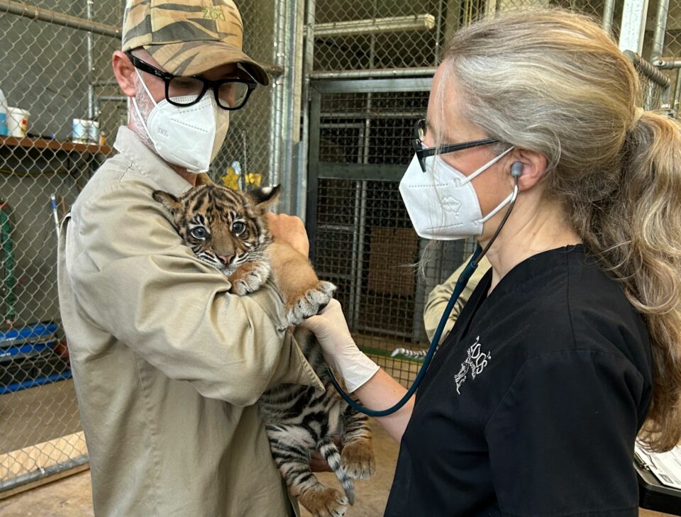 Paws, claws and roars: Tiger trio get clean bill of health - Adelaide Zoo
