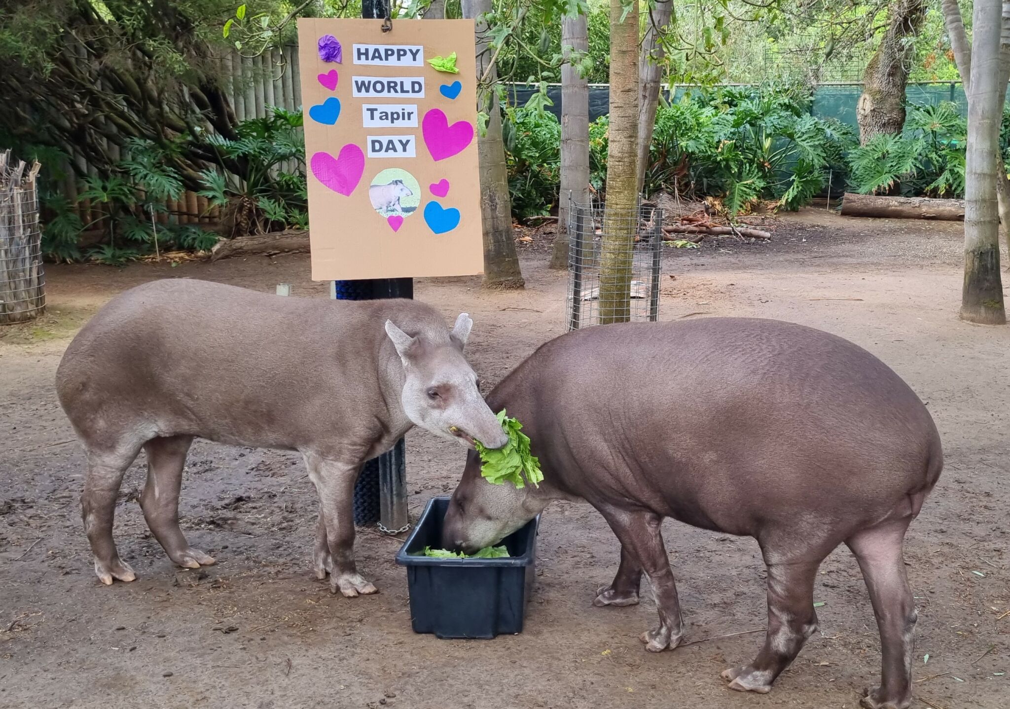 Tapir or not Tapir: that is the question on World Tapir Day!