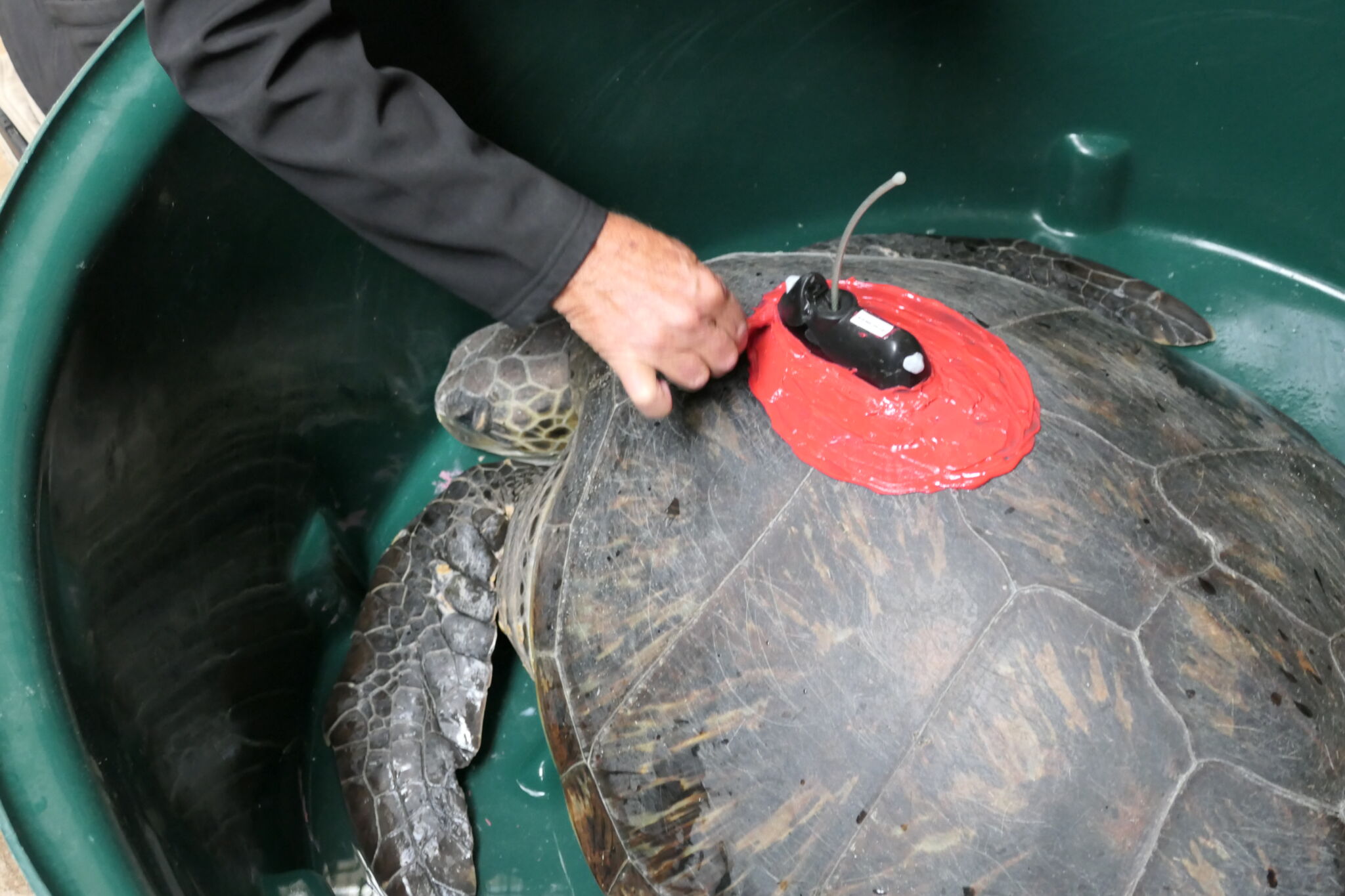 Paddy gets her P plates - watch the turtley wild vision as Green Turtle ...