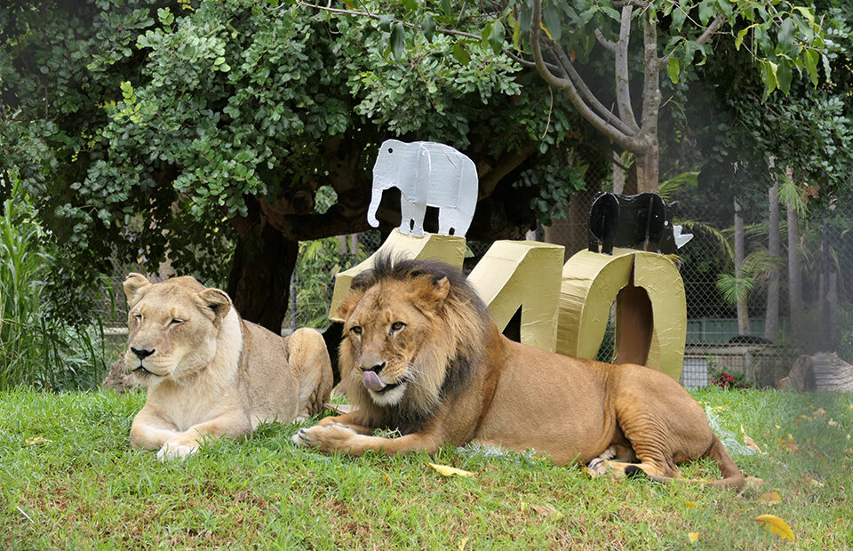 Adelaide Zoo - Australian Panda Home