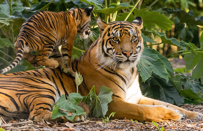 International Tiger Day - Adelaide Zoo