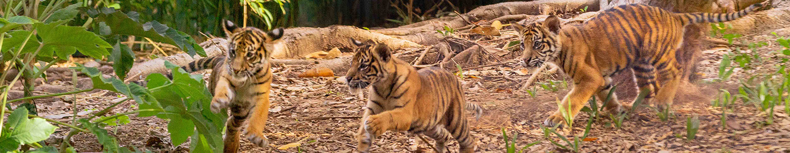 International Tiger Day - Adelaide Zoo