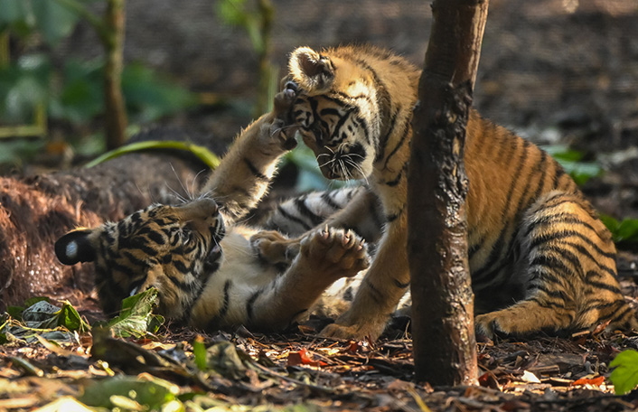 International Tiger Day - Adelaide Zoo