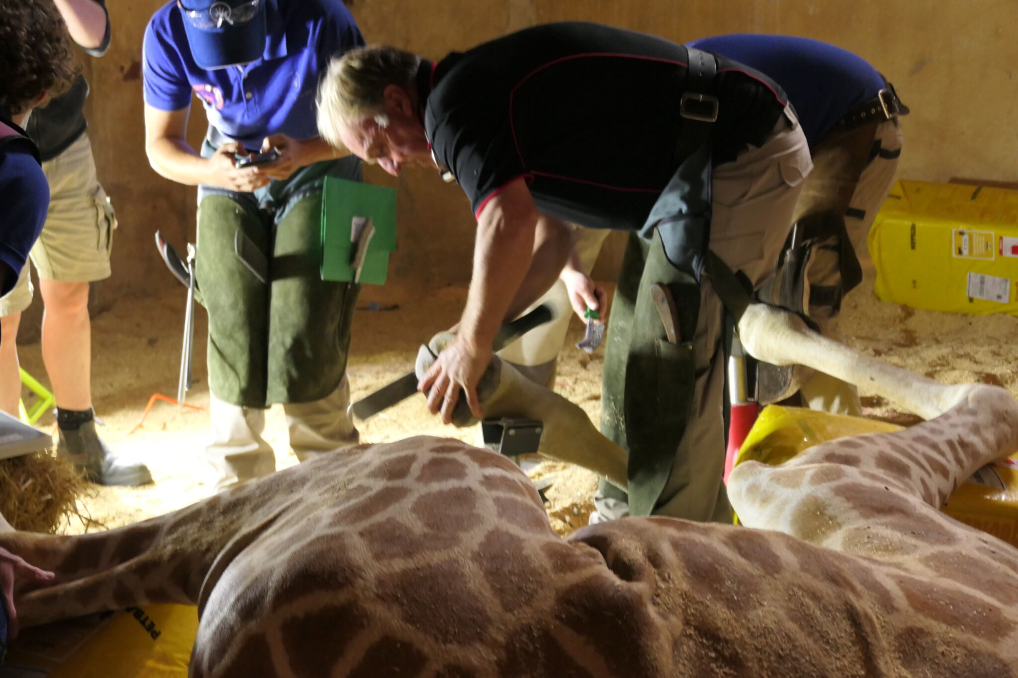 Nolean the Giraffe Undergoes Successful Medical Procedure - Adelaide Zoo