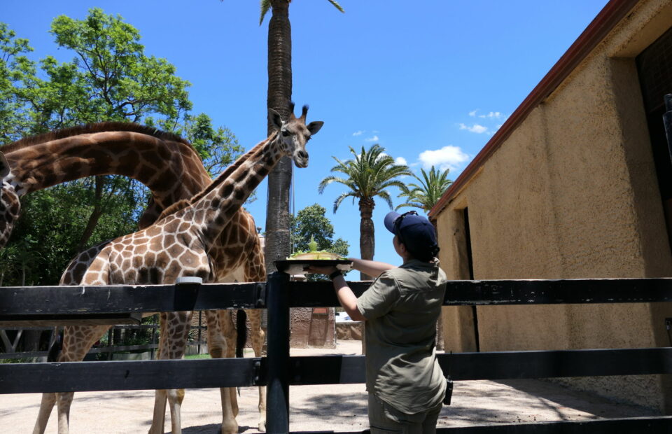 Latest news from Adelaide Zoo - Stay up to date with our animals
