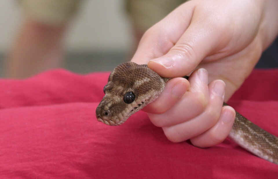 Latest news from Adelaide Zoo - Stay up to date with our animals