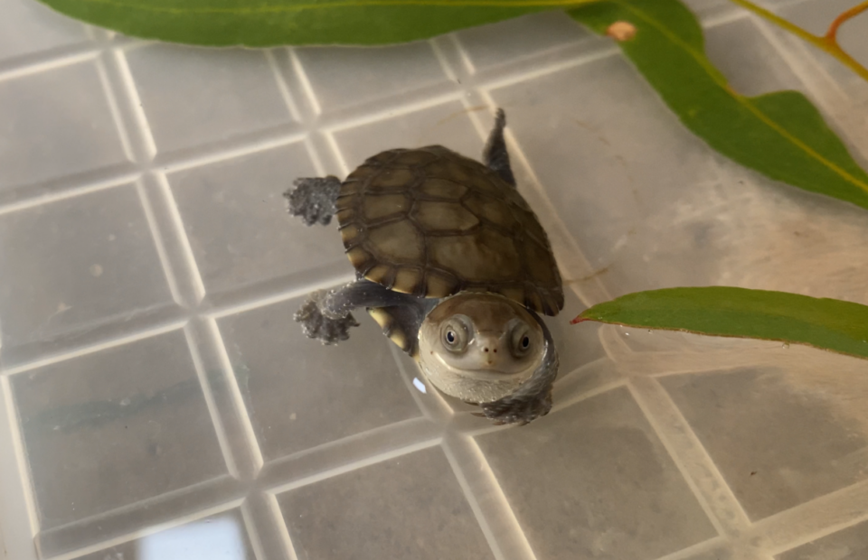 Swamp Turtles